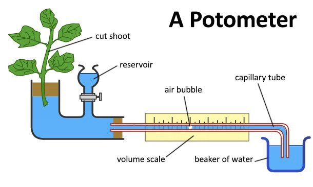 Complete O/L notes biology: TRANSPIRATION - cameroongcerevision.com