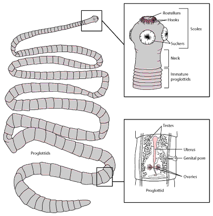 INF-tapeworm-cestodes - cameroongcerevision.com