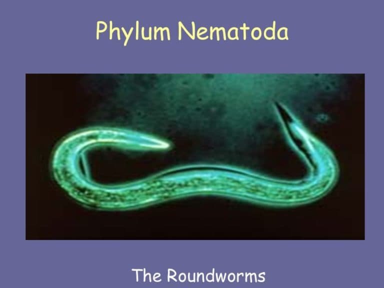 Phylum Nematoda The Roundworms - cameroongcerevision.com