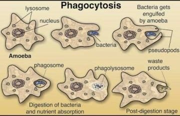Complete O/L notes biology: CHP.5 AMOEBA - cameroongcerevision.com